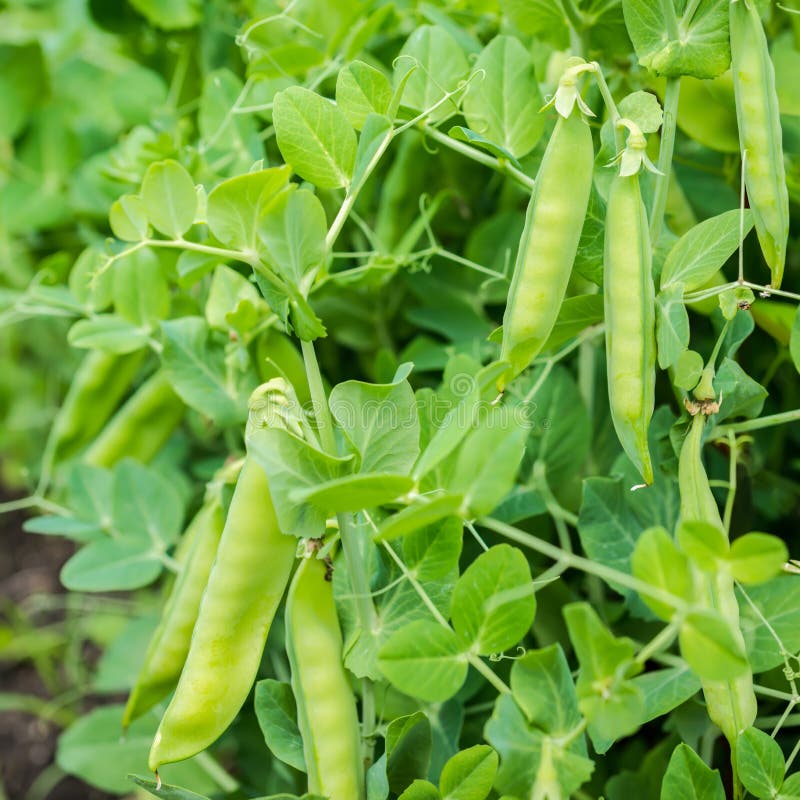 Fresh Ripe Peas Growing on the Farm Stock Image - Image of comestible ...