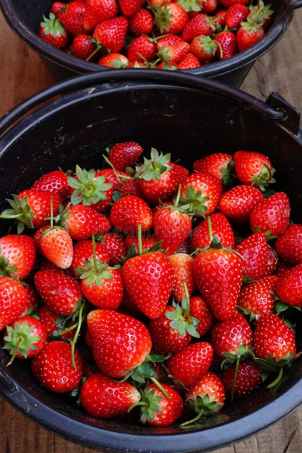 Fresh Ripe Perfect Strawberry Stock Image - Image of ripe, fruit: 91706633