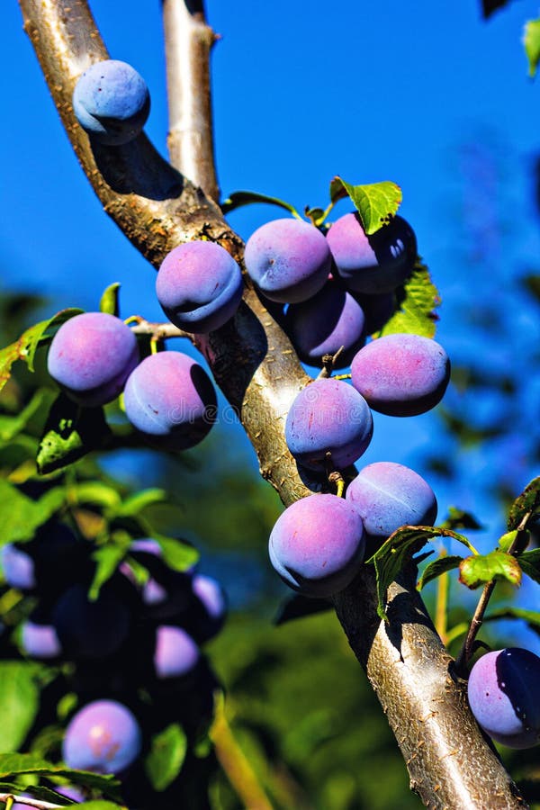 Fresh Ripe Plums on the Tree Stock Image - Image of plum, juicy: 41920043