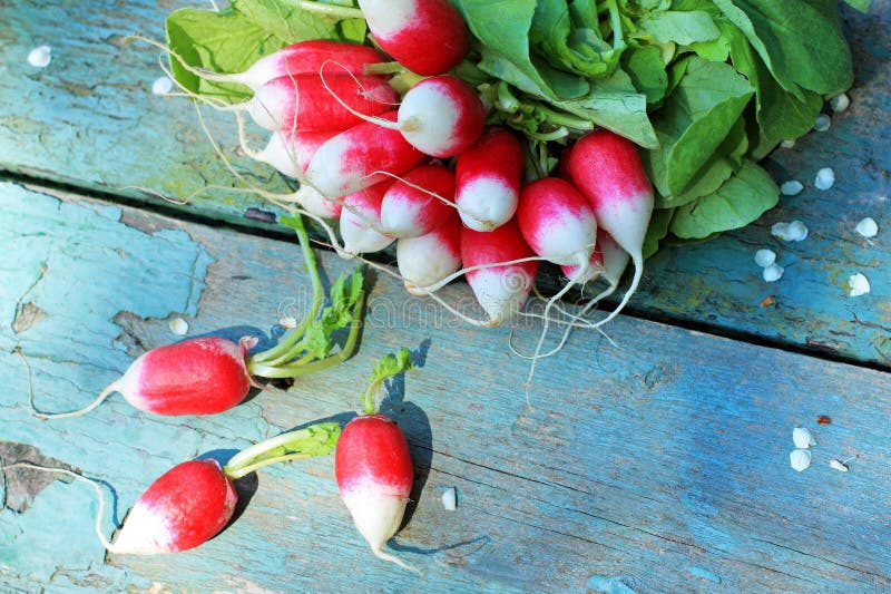 Radish stock photo. Image of springtime, fresh, sativus - 29256156