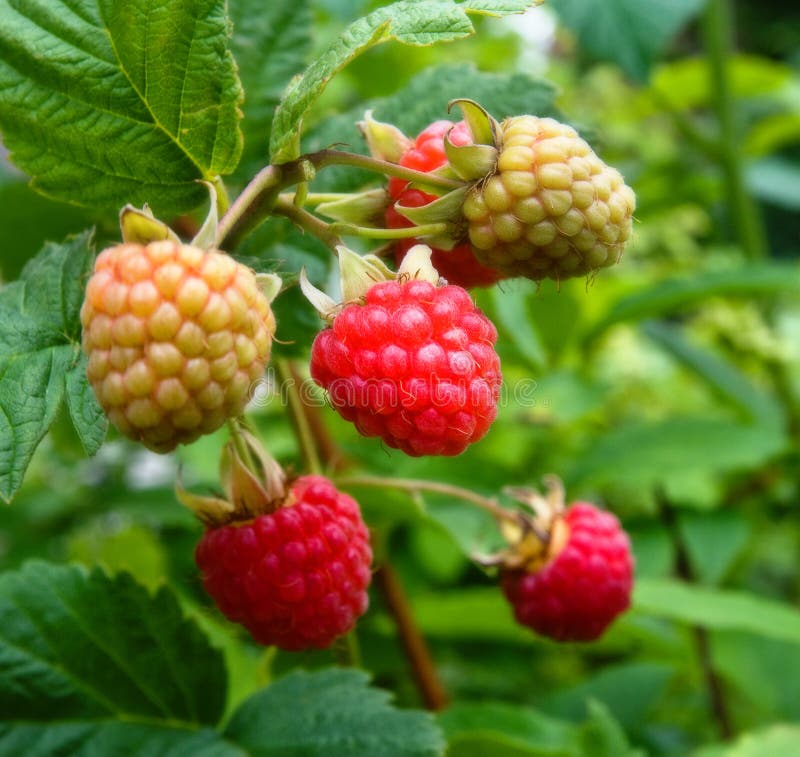 Raspberry stock image. Image of plant, crop, yellow, summer - 199241