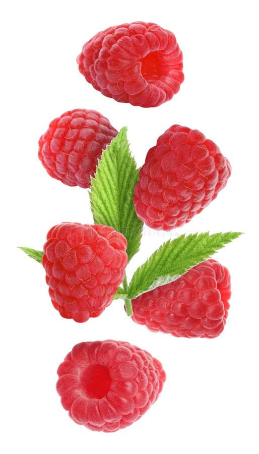 Fresh Ripe Raspberries and Green Leaves Falling on White Background ...
