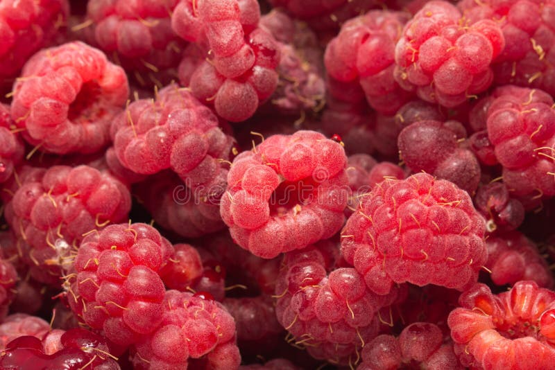 Fresh Ripe Raspberry As a Background Stock Image - Image of abundance ...