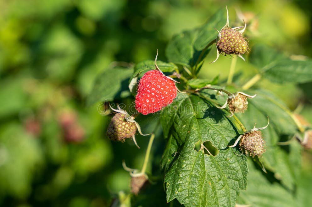 Fresh Ripe Raspberry in Branch of Raspberry Bush Stock Image - Image of ...
