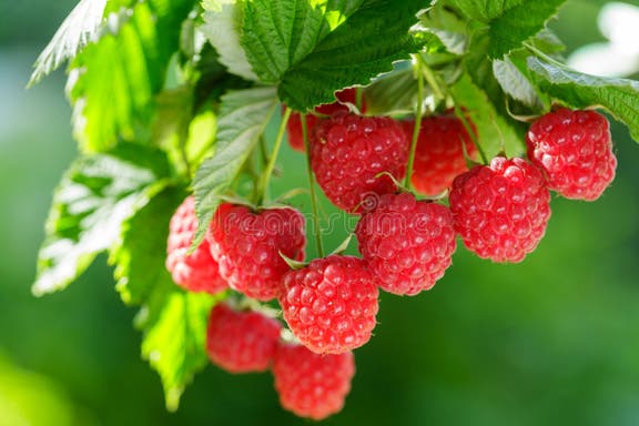 Fresh Ripe Raspberry on a Bush in a Garden Stock Photo - Image of bunch ...