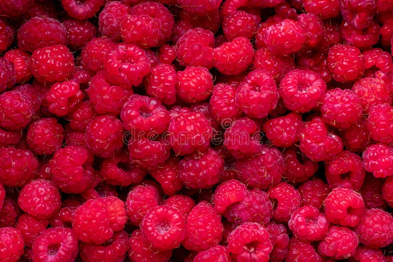 Fresh Ripe Raspberry Close Up Photo. Background Stock Photo - Image of ...