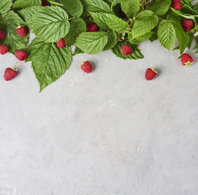 Fresh and Ripe Raspberry with Green Leaves on Concrete Backgrou Stock ...