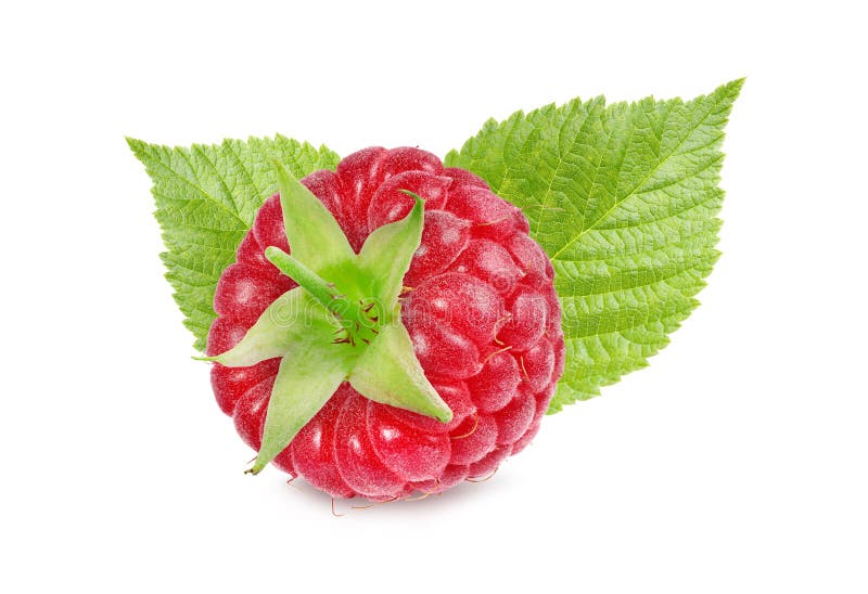 Fresh Ripe Raspberry with Green Leaves Isolated on White Stock Photo ...