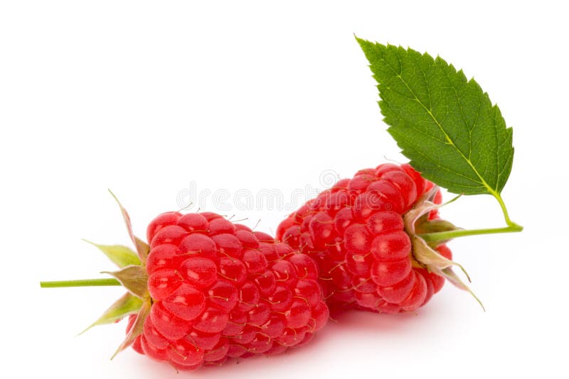 Fresh Ripe Raspberry with Leaf Isolated on the White Background. Stock ...