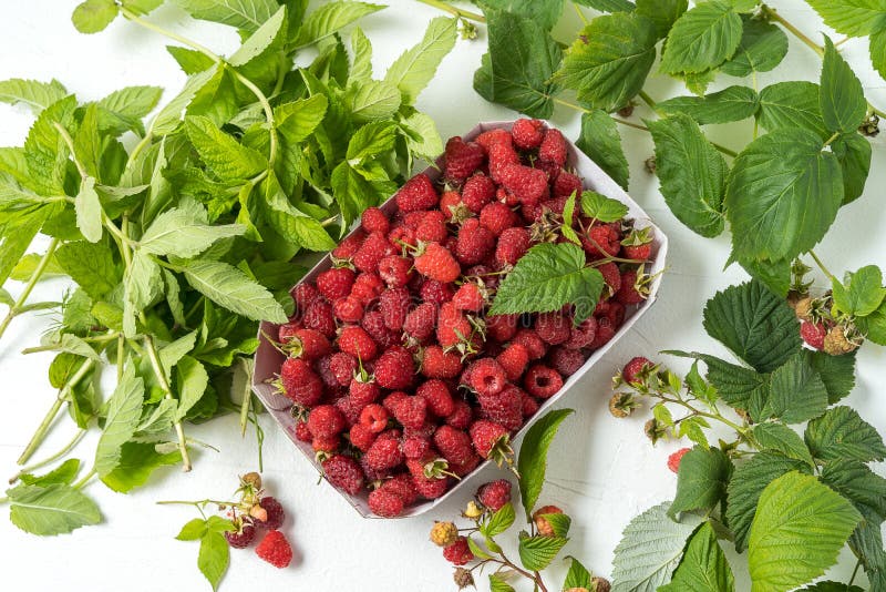 Fresh Ripe Raspberry in Paper Bag and Mint Leaves Over White Background ...
