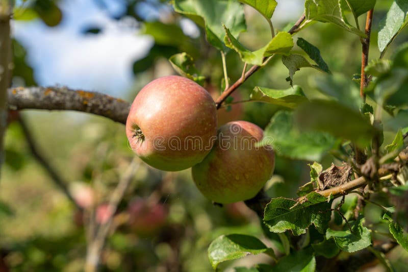 Fresh Ripe Red Apples Growing on Apple Tree Branch Stock Photo - Image ...
