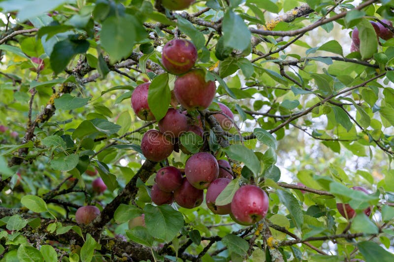 Fresh Ripe Red Apples Growing on Apple Tree Branch Stock Photo - Image ...