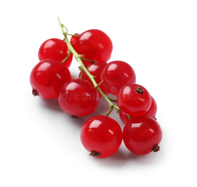 Fresh Ripe Red Currants Isolated on White Stock Image - Image of ...