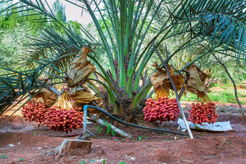 Fresh Ripe Red Date Fruits Bunch on Date Palm Tree Stock Image - Image ...