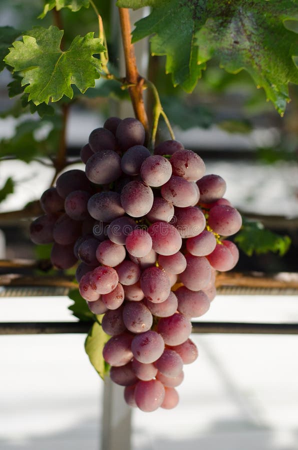 Fresh ripe red grape stock photo. Image of color, plant - 68936372