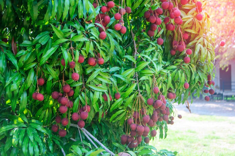 Fresh Ripe Red Lychee Fruit Hang on the Lychee Tree in the Garden Stock ...