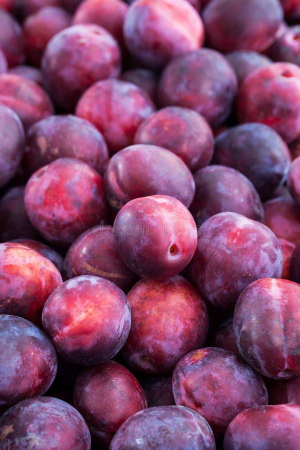 Fresh ripe red plums stock image. Image of garden, berry - 60463469