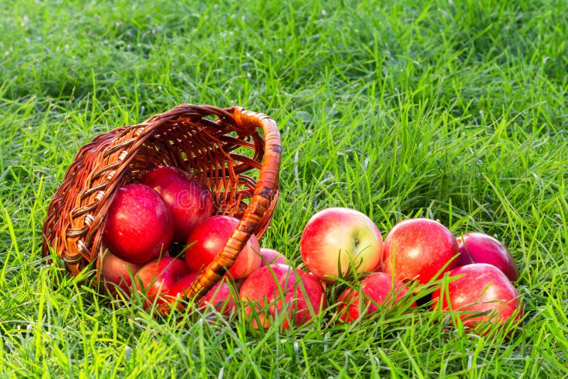 Fresh Ripe Red-sided Apples are Scattered from a Basket on the Green ...
