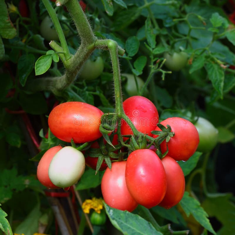 Fresh ripe red tomatoes stock photo. Image of vegetable - 22686246