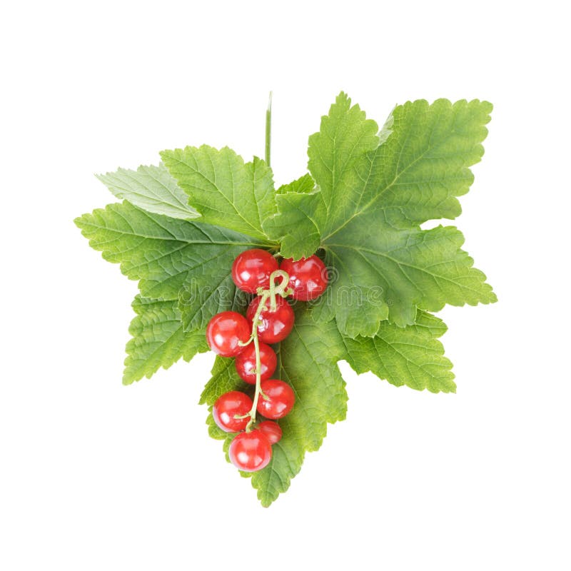 Fresh Ripe Redcurrant with Leaf Stock Image - Image of food, delicious ...