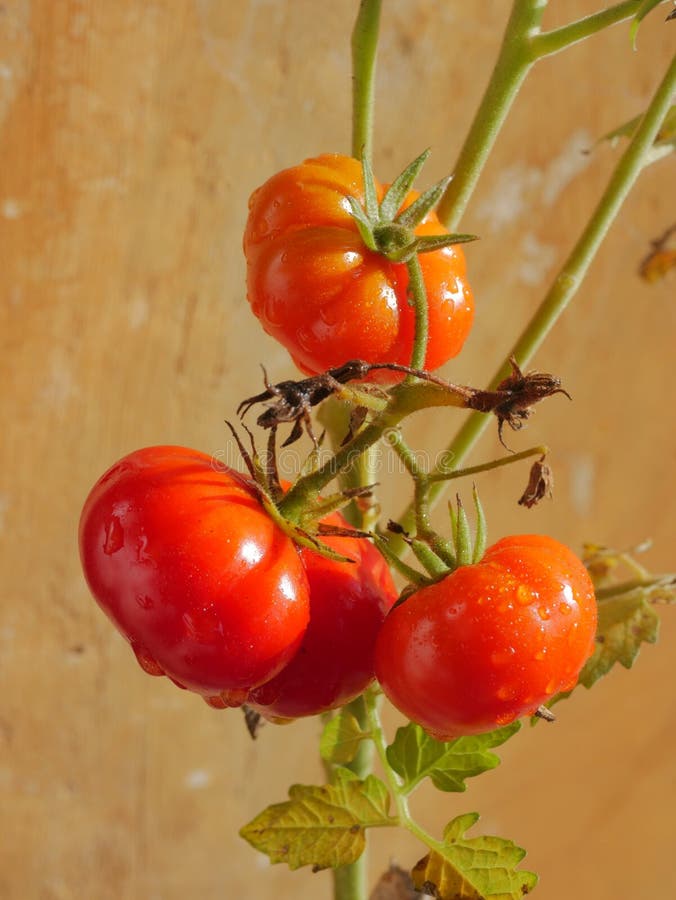 Fresh Ripe Rose Tomatoes on the Tree, Tomato Fruit, Close Up Stock ...