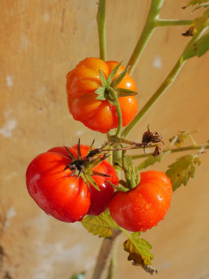 Fresh Ripe Rose Tomatoes on the Tree, Tomato Fruit, Close Up Stock ...