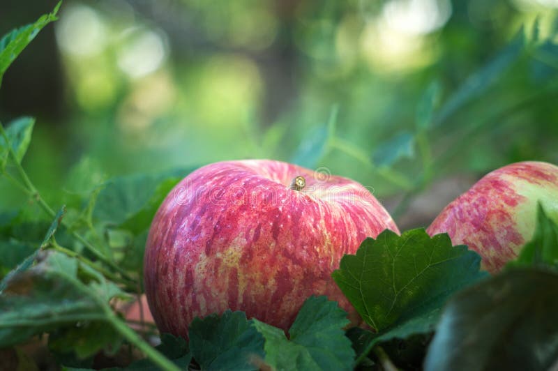 Rustic Apples from the Garden with Leaves Stock Image - Image of ...