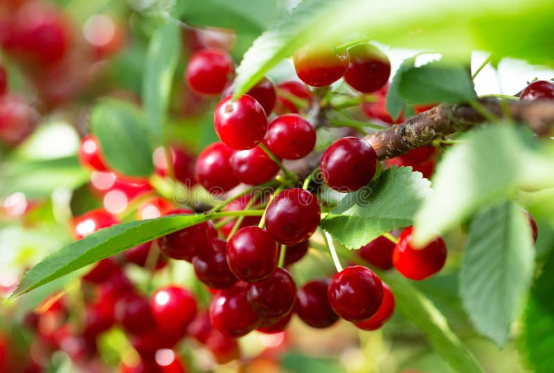 Fresh Ripe Sour Cherries Hanging on Tree in Garden Stock Image - Image ...
