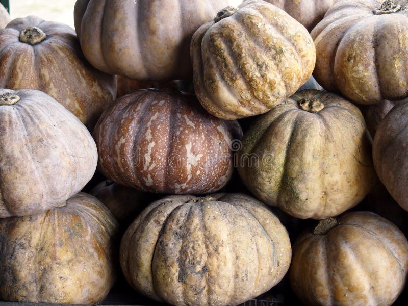 Ripe Squash stock image. Image of large, squash, fresh - 16506325