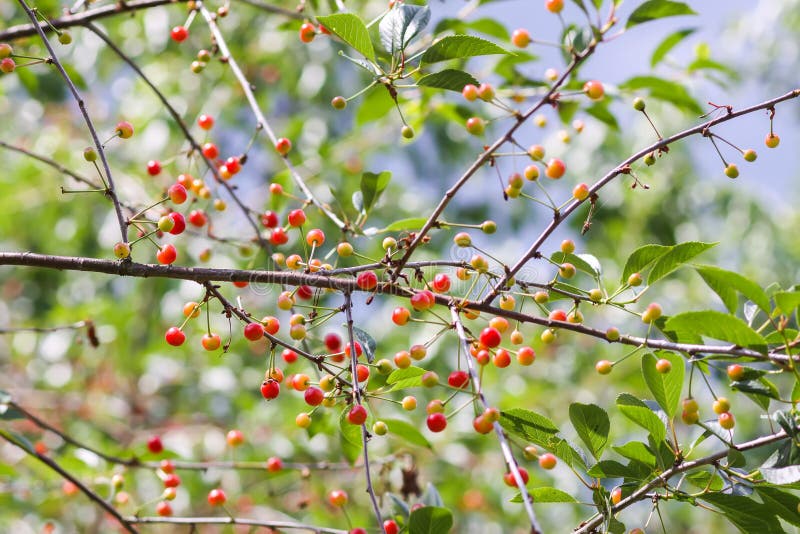 Fresh Ripe Summer Cherries. Red Berries on Tree Branch Stock Photo ...