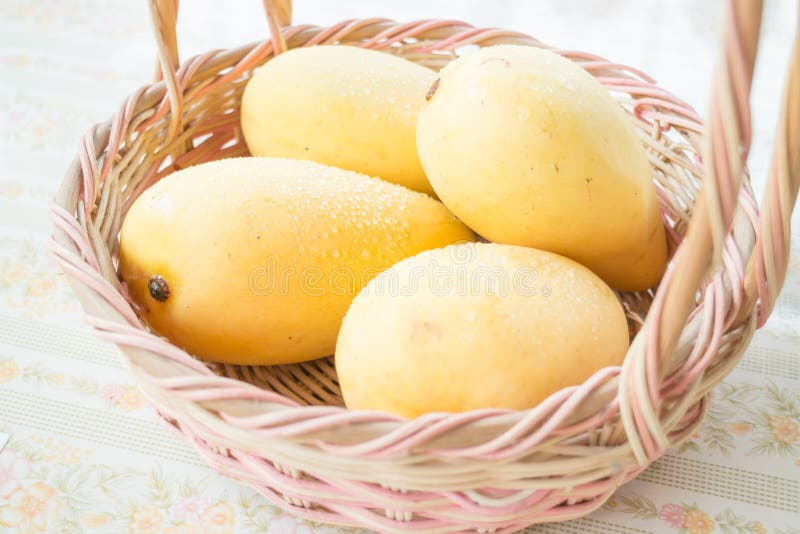 Fresh Ripe Thai Yellow Mango Stock Photo - Image of nature, freshness ...