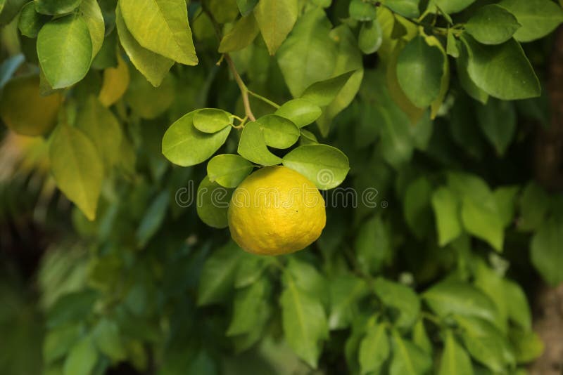 Fresh Ripe Trifoliate Orange Growing on Tree Outdoors Stock Image ...