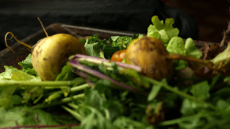 Fresh Ripe Vegetables Together Shoot in Black Studio Stock Video ...
