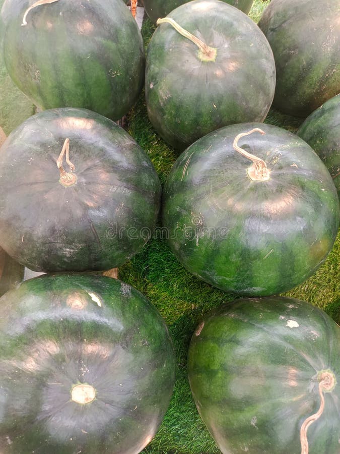 Large and Fresh Ripe Watermelon Stock Photo - Image of healthy, health ...