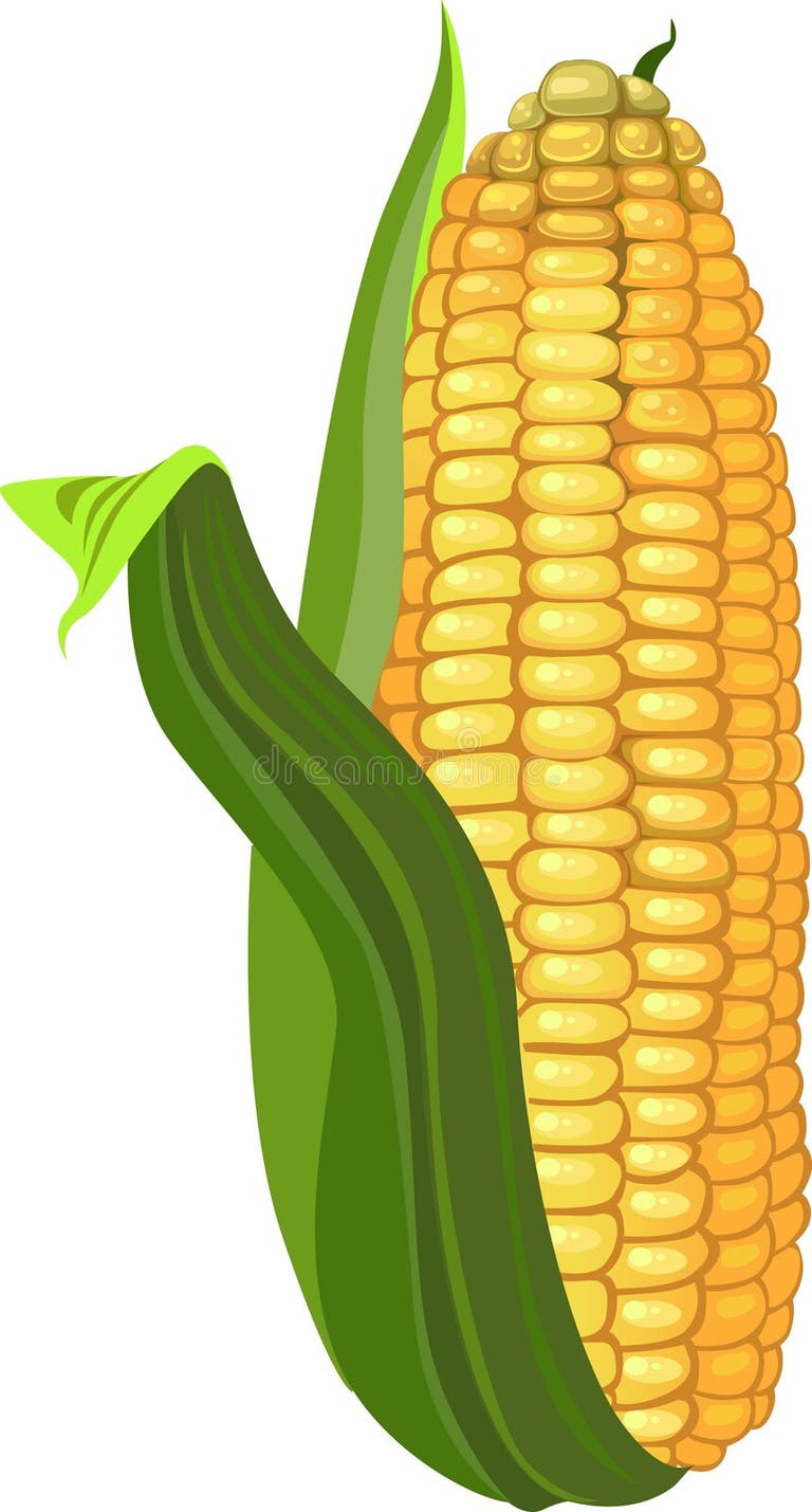 Corn Drawing Stock Illustrations – 24,551 Corn Drawing Stock ...
