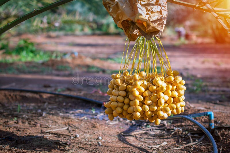 Fresh Ripe Yellow Date Fruits Bunch on Date Palm Tree Stock Image ...