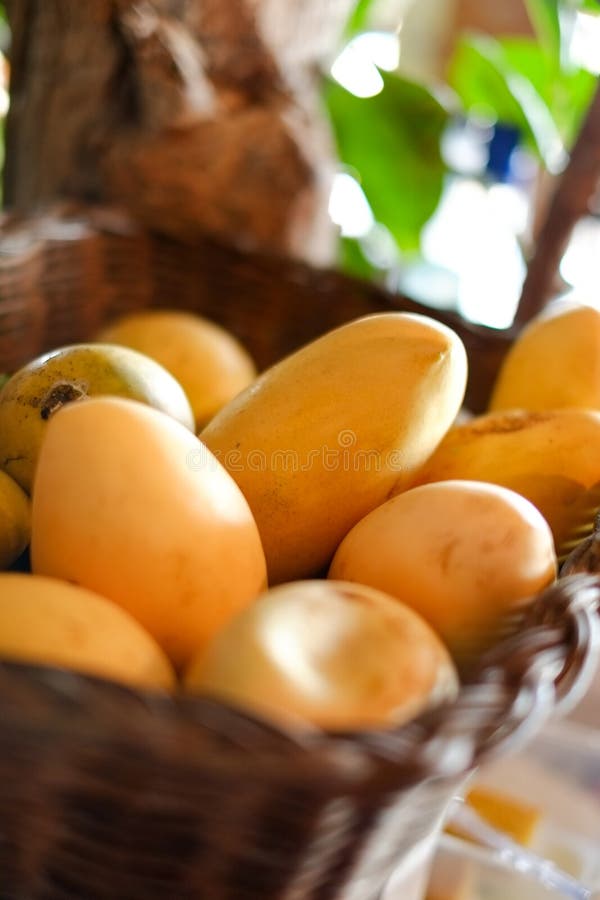 A yellow mangoes so yummy stock photo. Image of crop - 240927108