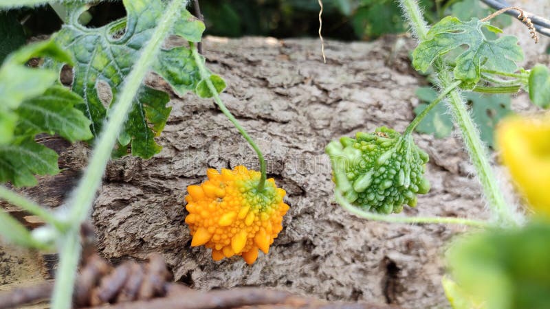 Fresh and Riped Bitter Gourd Stock Image - Image of taste, fresh: 205694157