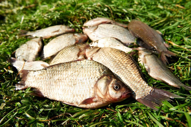 Fresh river fish on grass stock photo. Image of catch - 20985304