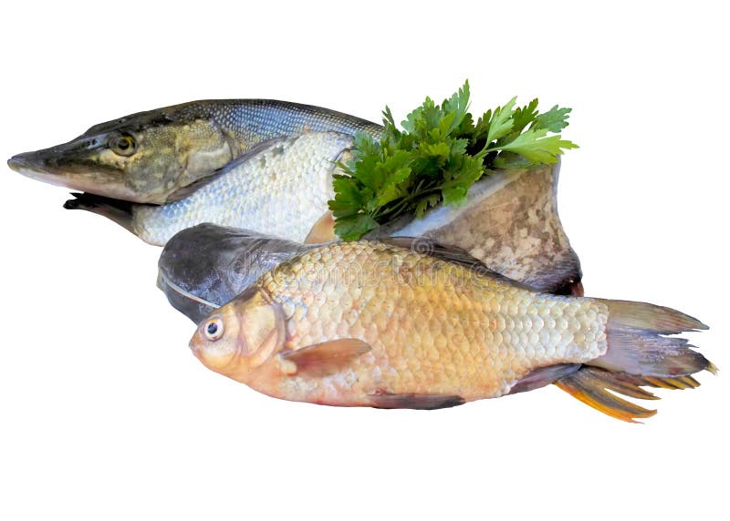 Fresh river fish. stock image. Image of long, tasty, green - 59669685