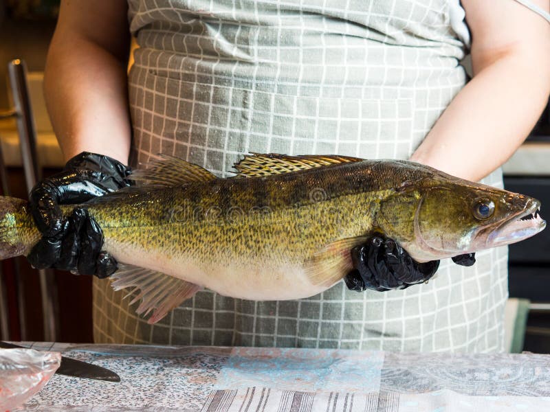 Fresh river fish pike stock photo. Image of cooks, meal - 235901524