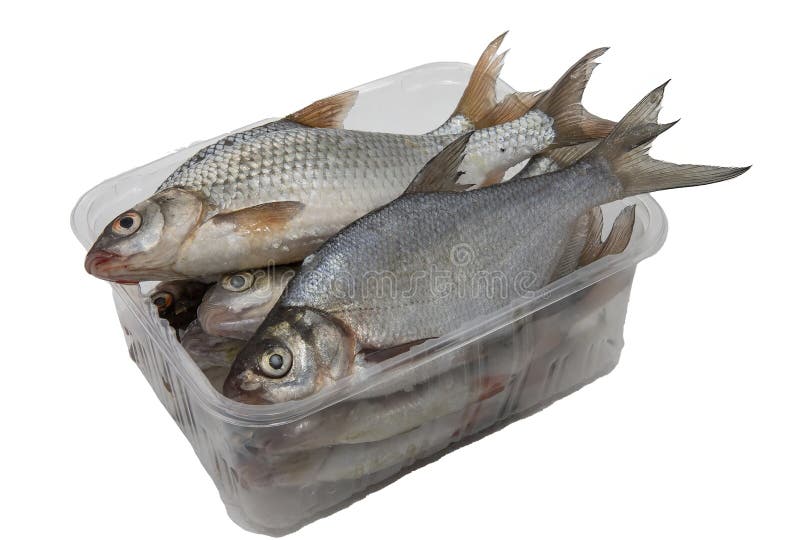Fresh River Fish Transparent Plastic Container Isolated White ...