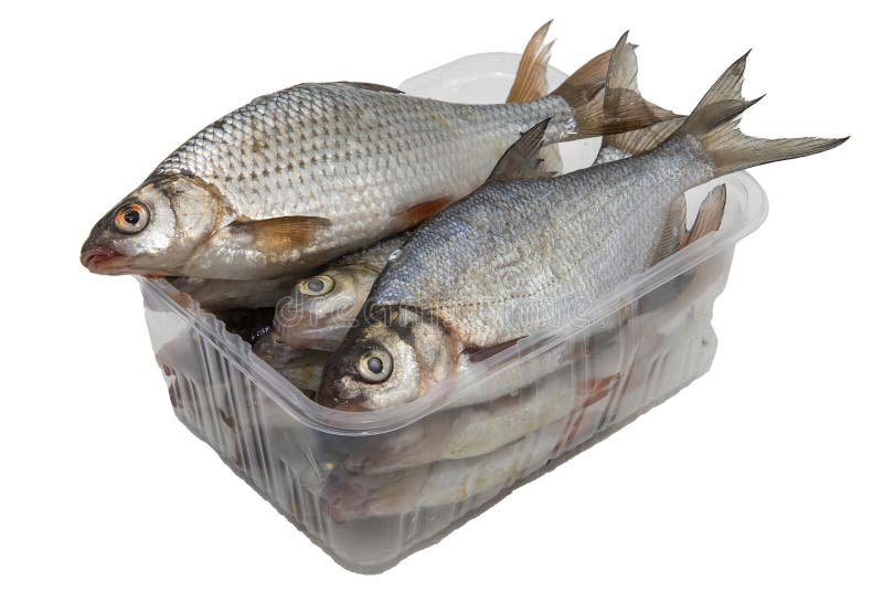 Fresh River Fish in a Transparent Plastic Container Isolated on White ...