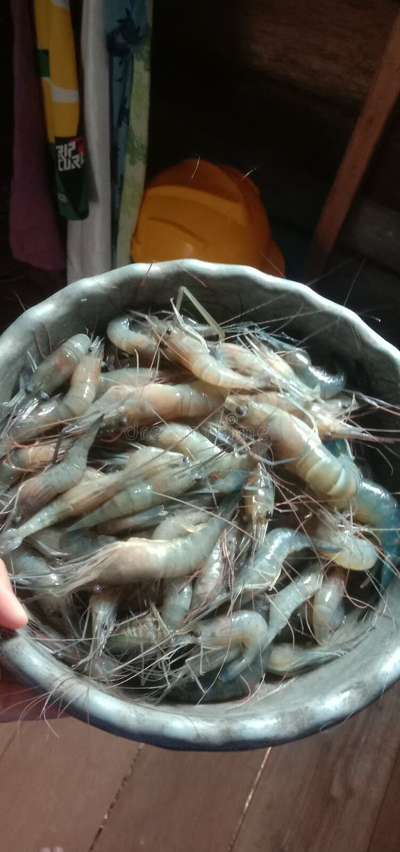 Fresh river prawns stock image. Image of arthropod, insect - 271188777