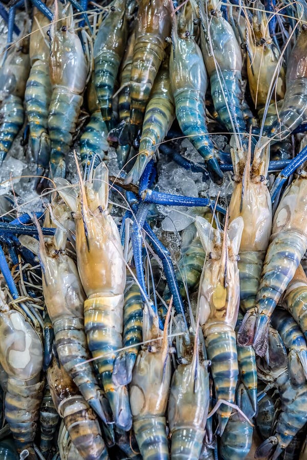 Fresh River Shrimp in Seafood Market Stock Image - Image of river ...