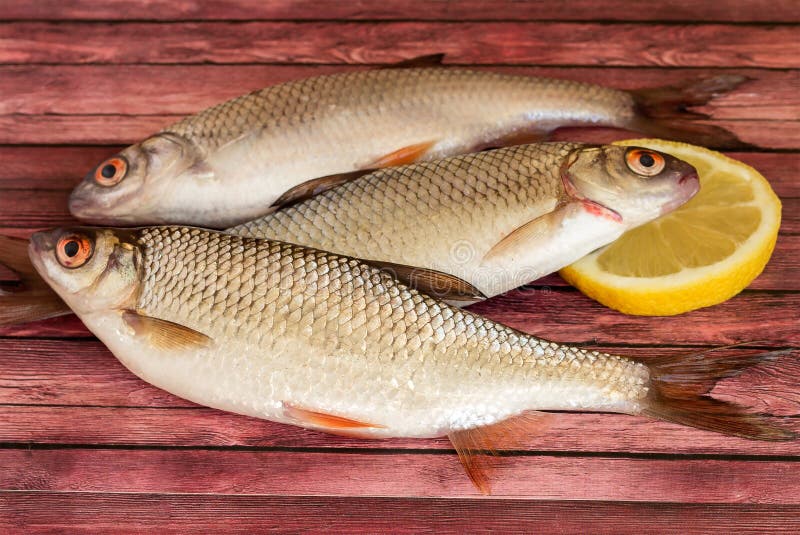 Fresh Fish Common Roach Lies on a Solid Surface. Stock Image - Image of ...