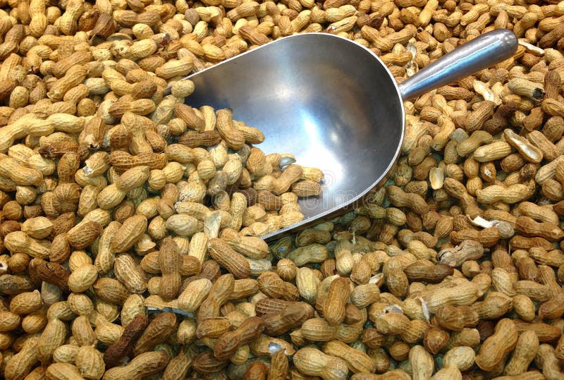 Fresh Roasted Peanuts stock photo. Image of market, roasted - 42664646