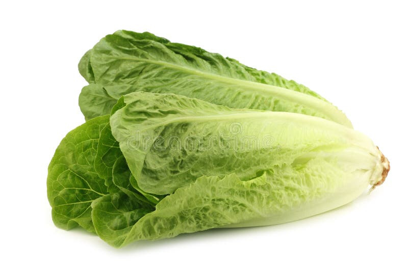 Roman lettuce stock image. Image of lettuce, cabbages - 36586931