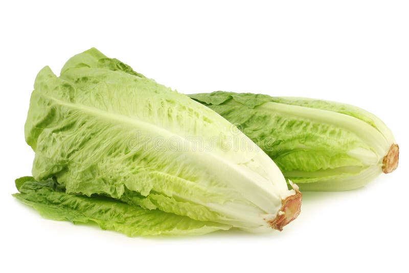 Fresh roman lettuce stock photo. Image of lunch, super - 70297922