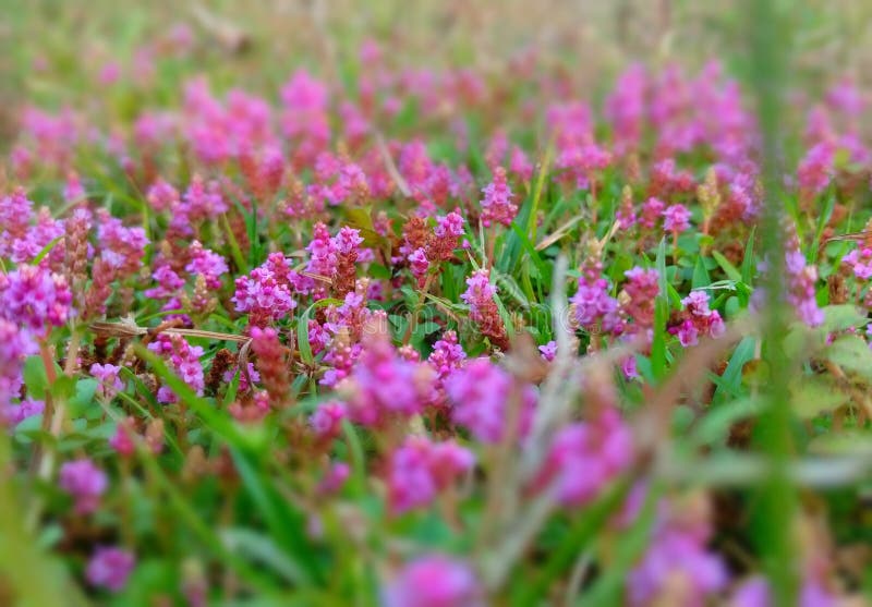 Little love stock photo. Image of love, fresh, romance - 116034464